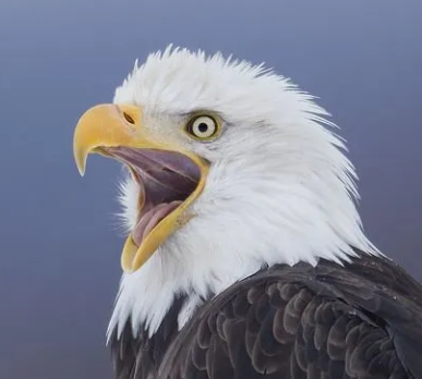 LET MAGA STAND FOR ANY BY ITSELF - The Newscasters